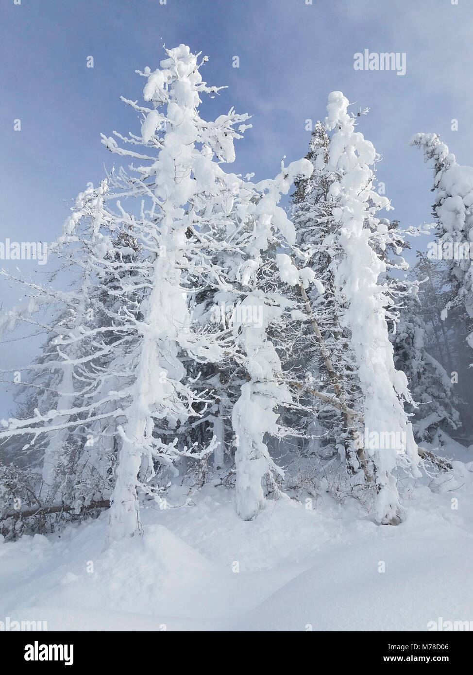 Rime ice on trees Stock Photo - Alamy
