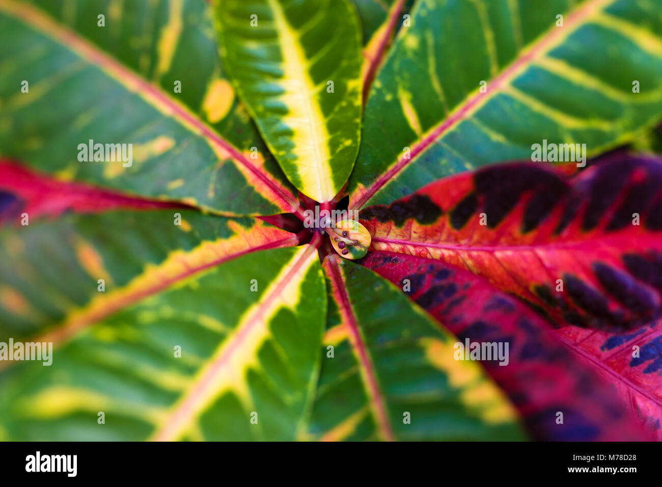 Garden croton plant hi-res stock photography and images - Alamy