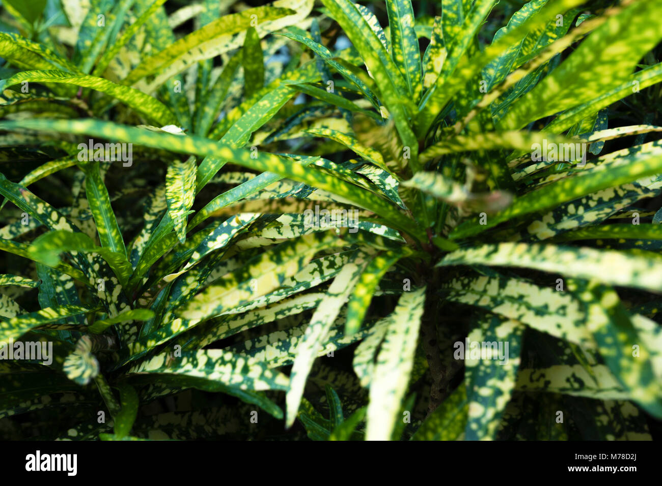 Garden croton plant hi-res stock photography and images - Alamy