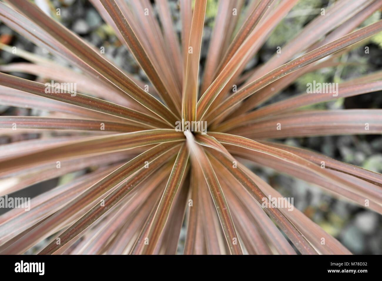 Cordyline Australis Red Star Plant ProvideS a Reddy-Brown Accent Color ...
