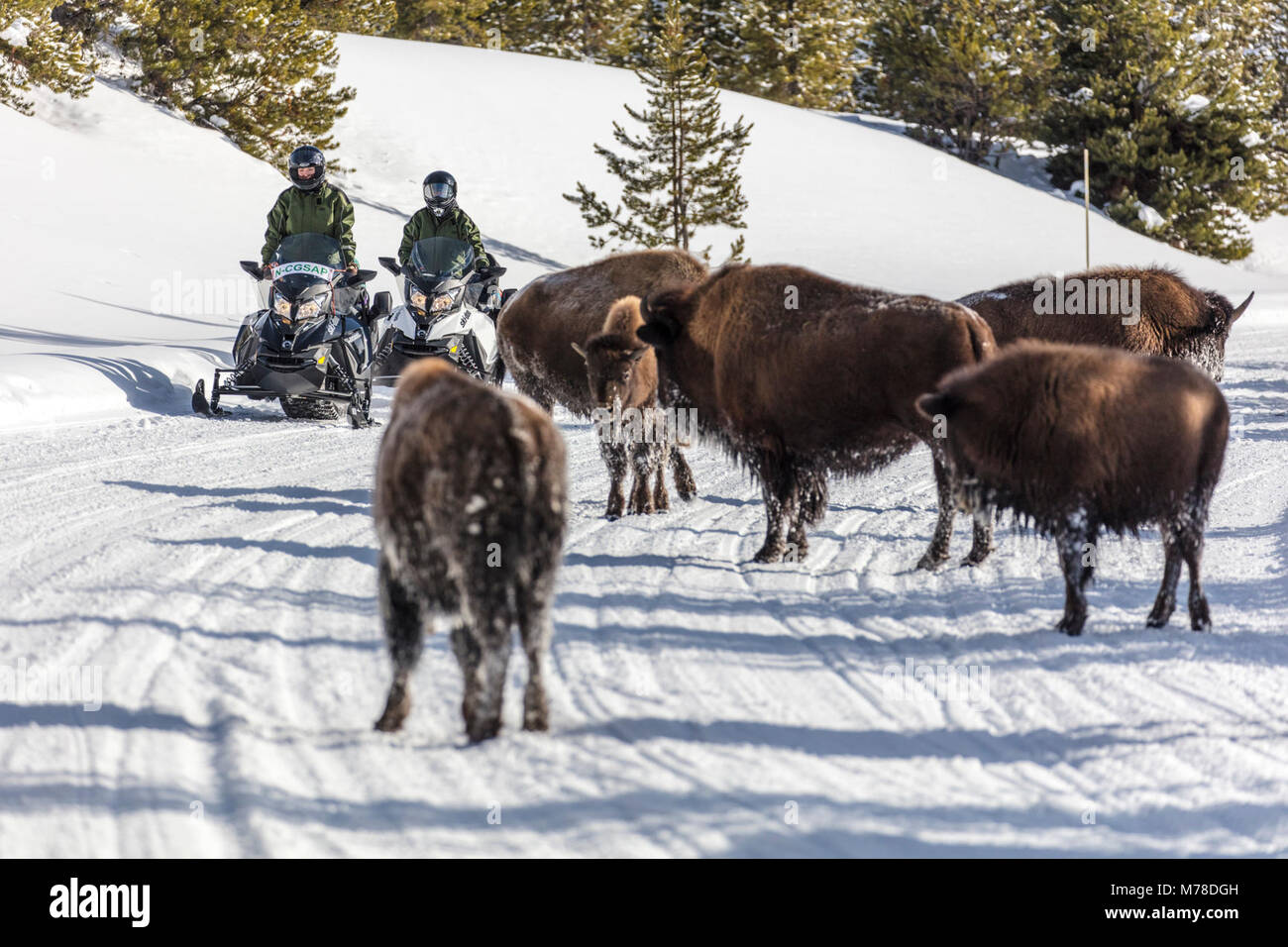 Snowmobiles passing bison on the road (4 Stock Photo - Alamy