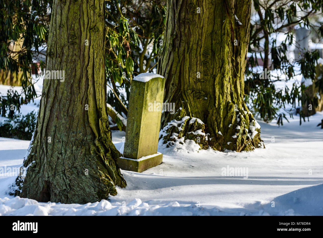 Antique tombstone between two very old and big tree trunks in winter ...