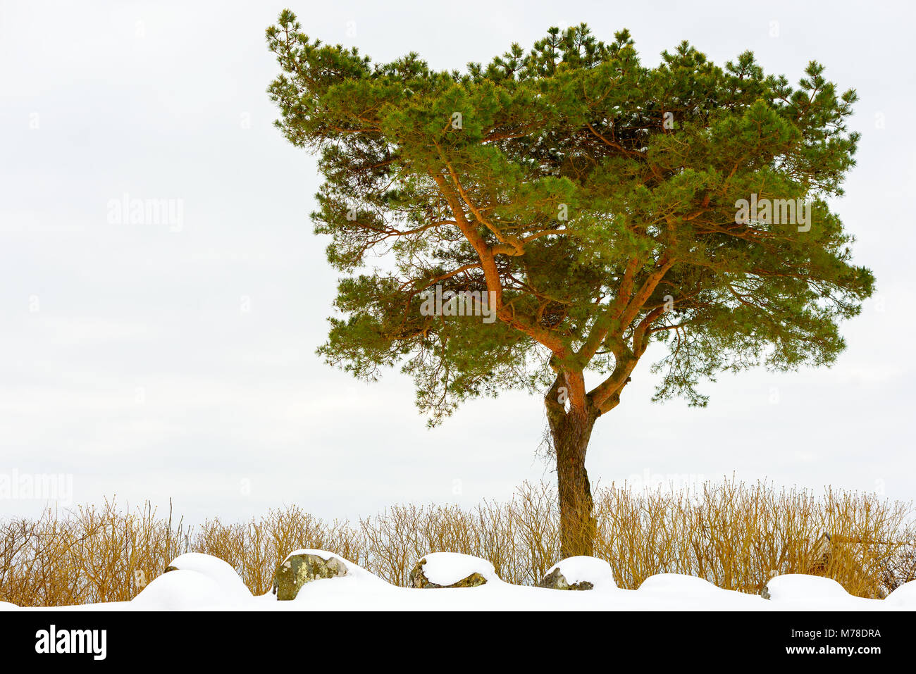 Shrubbery tree hi-res stock photography and images - Alamy