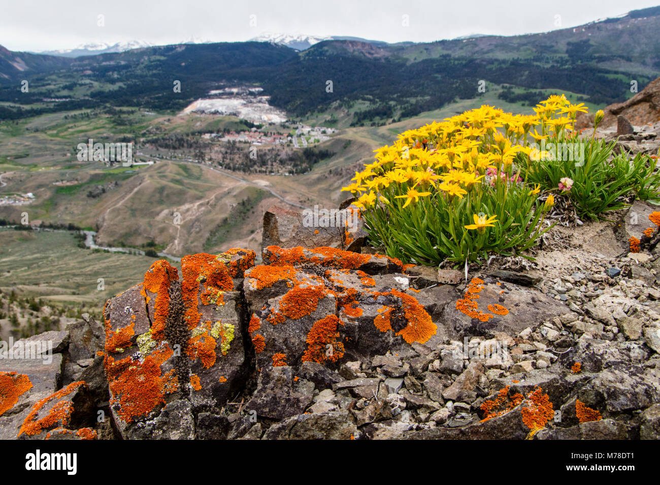 Stemless Mock Goldenweed - Stenotus acaulis Stock Photo - Alamy