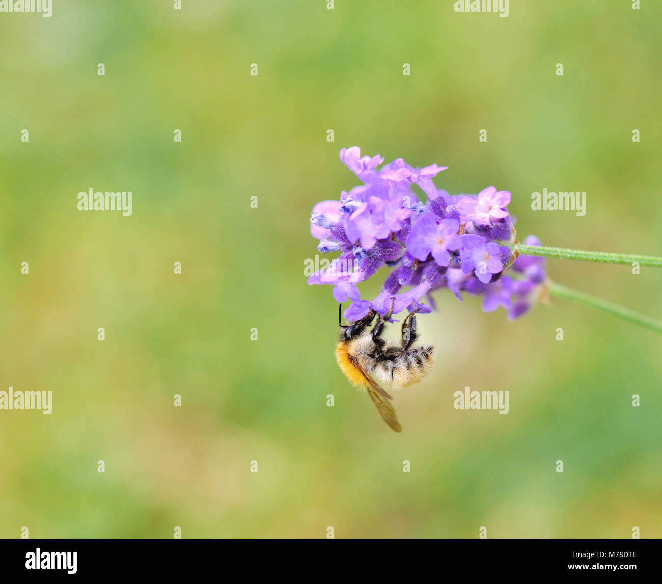 Bumblebee gathering a flower of lavender on green bottom Stock Photo ...