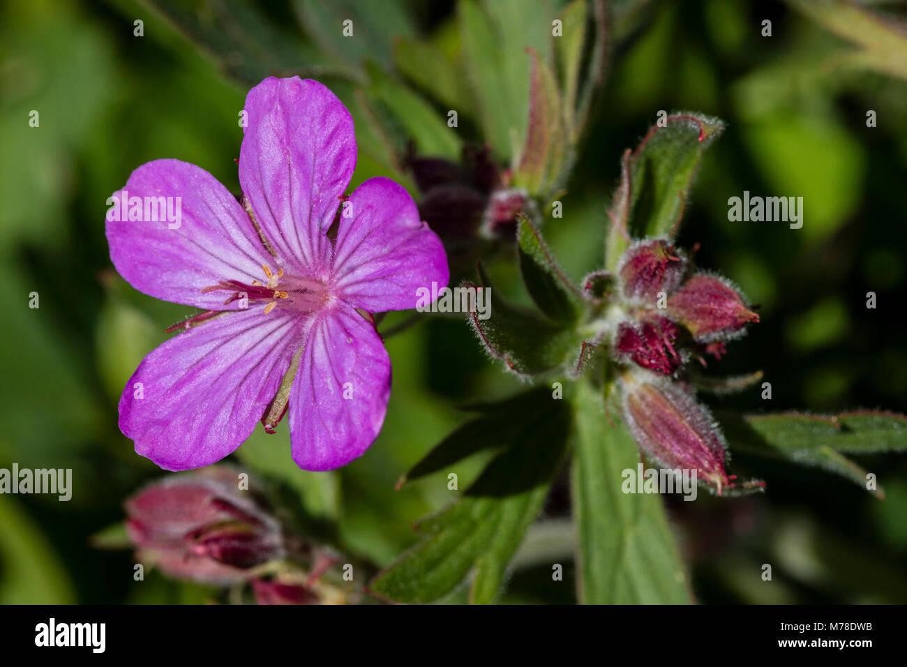 Sticky Geranium - Geranium viscosissimum Stock Photo - Alamy