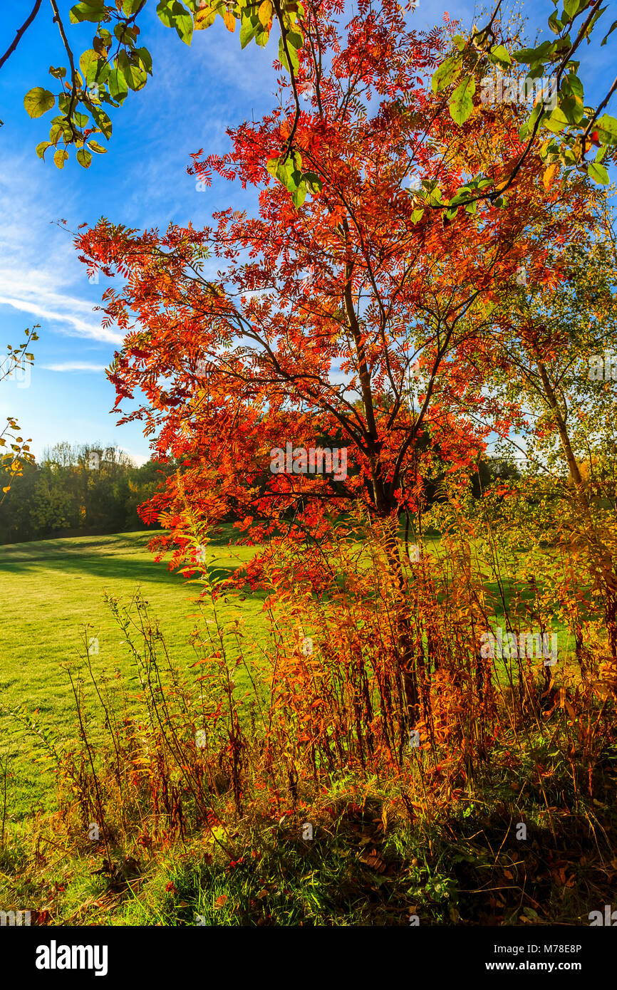 Walks autumn uk forest hi-res stock photography and images - Alamy