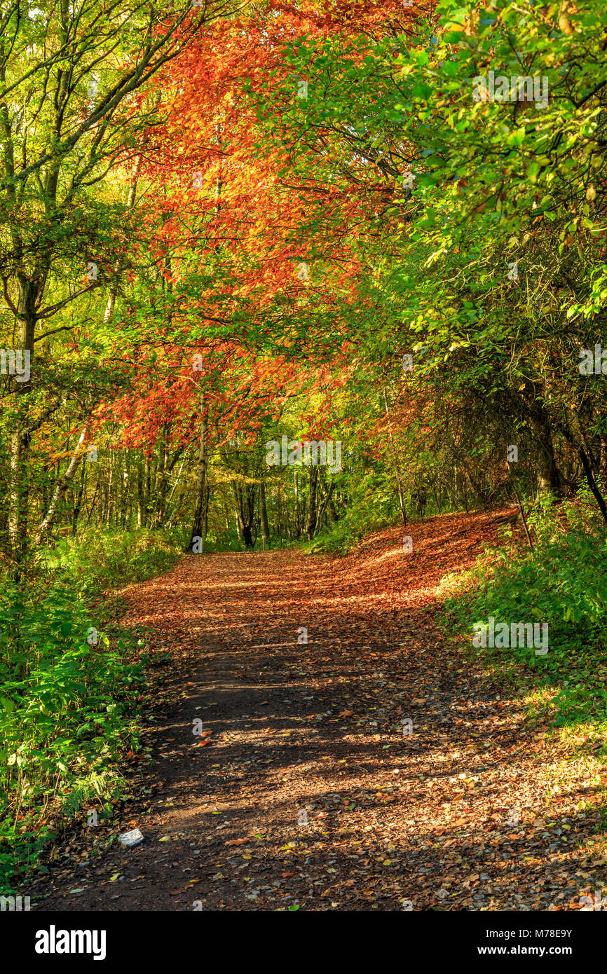 Walks autumn uk forest hi-res stock photography and images - Alamy