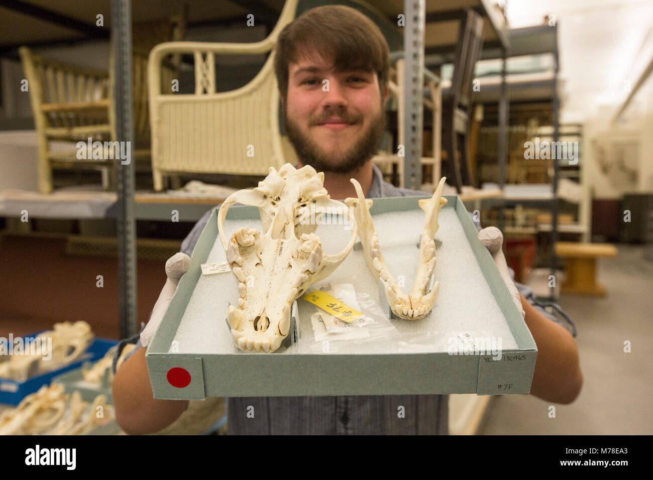 The skull from wolf 7F displayed during a tour of Stock Photo - Alamy