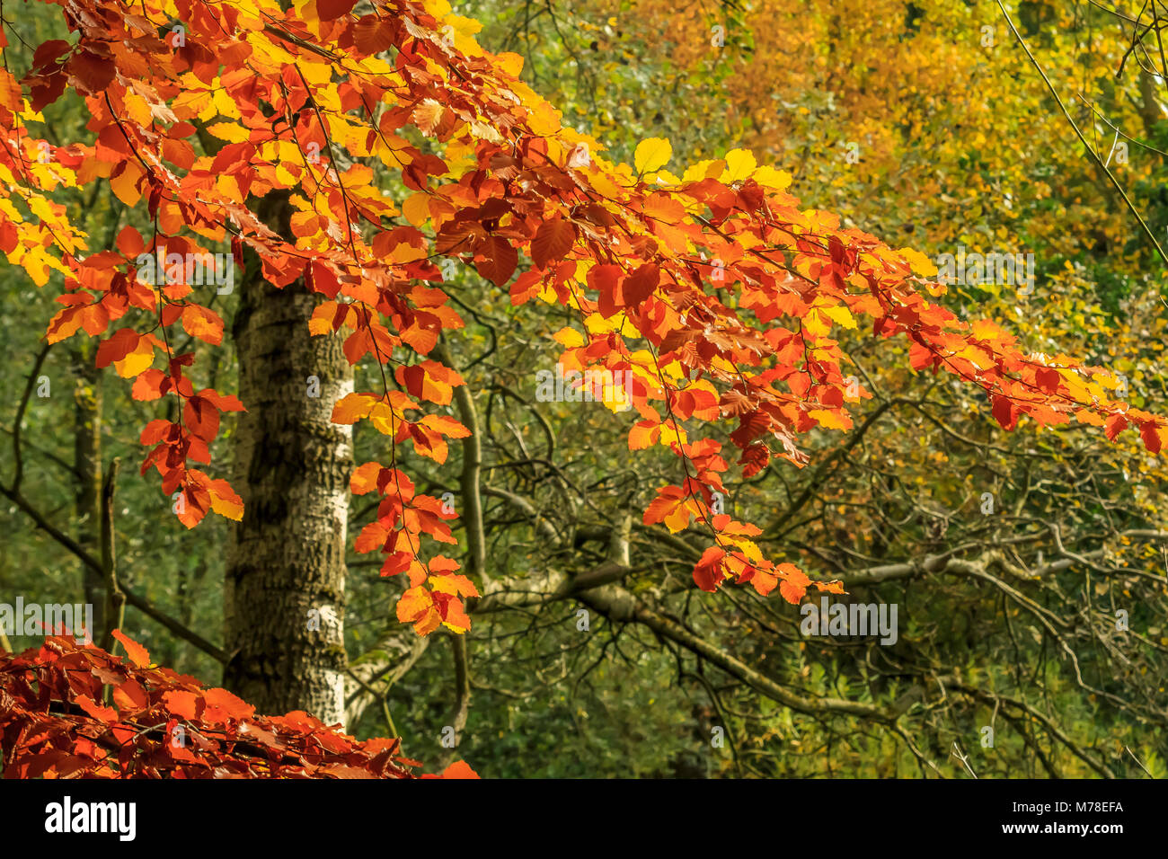 Walks autumn uk forest hi-res stock photography and images - Alamy