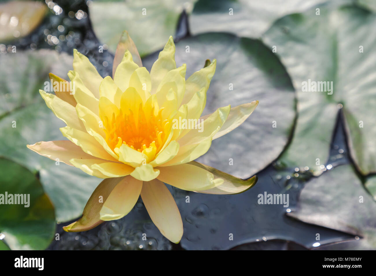 Lotus flower or water lily flower blooming with lotus leaves background ...