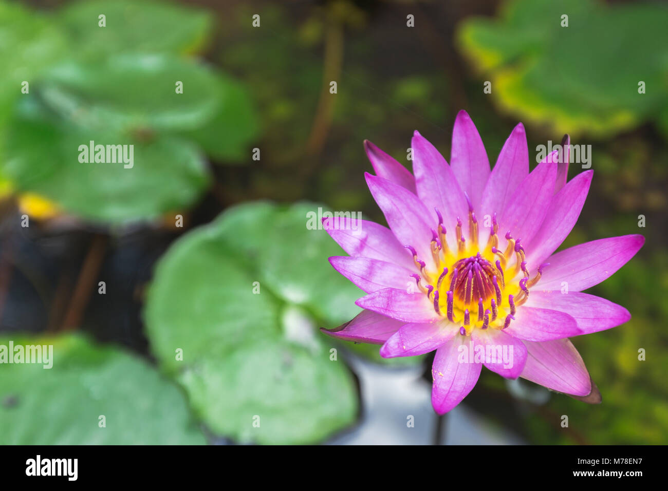 Lotus flower or water lily flower blooming with lotus leaves background ...
