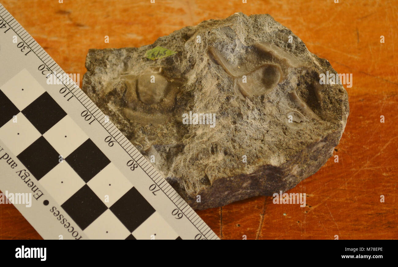 Collecting one of every type hi-res stock photography and images - Alamy