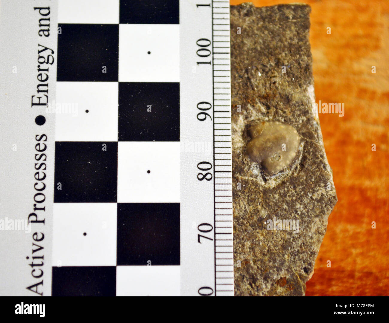USNM. USNM 96488: The trilobite Blountia polita (USNM 96488) (pictured ...