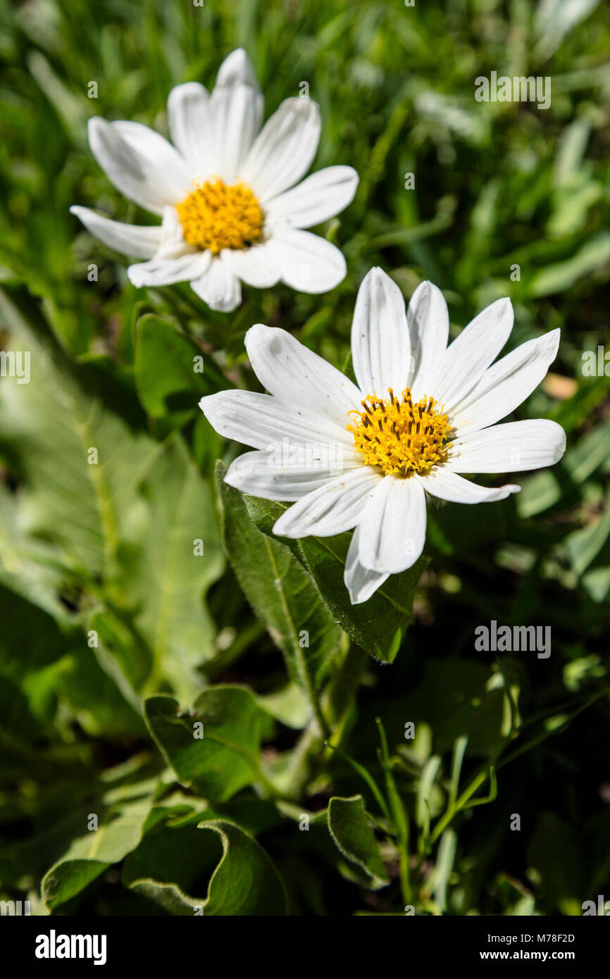 White Mule Ears - Wyethia helianthoides Stock Photo - Alamy