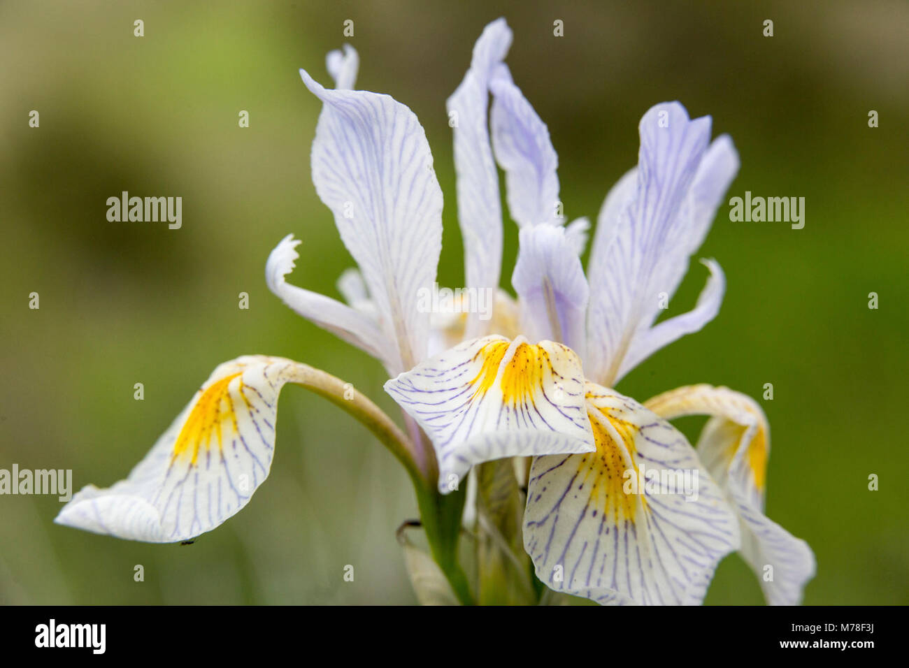 Wild iris (Iris missouriensis Stock Photo - Alamy