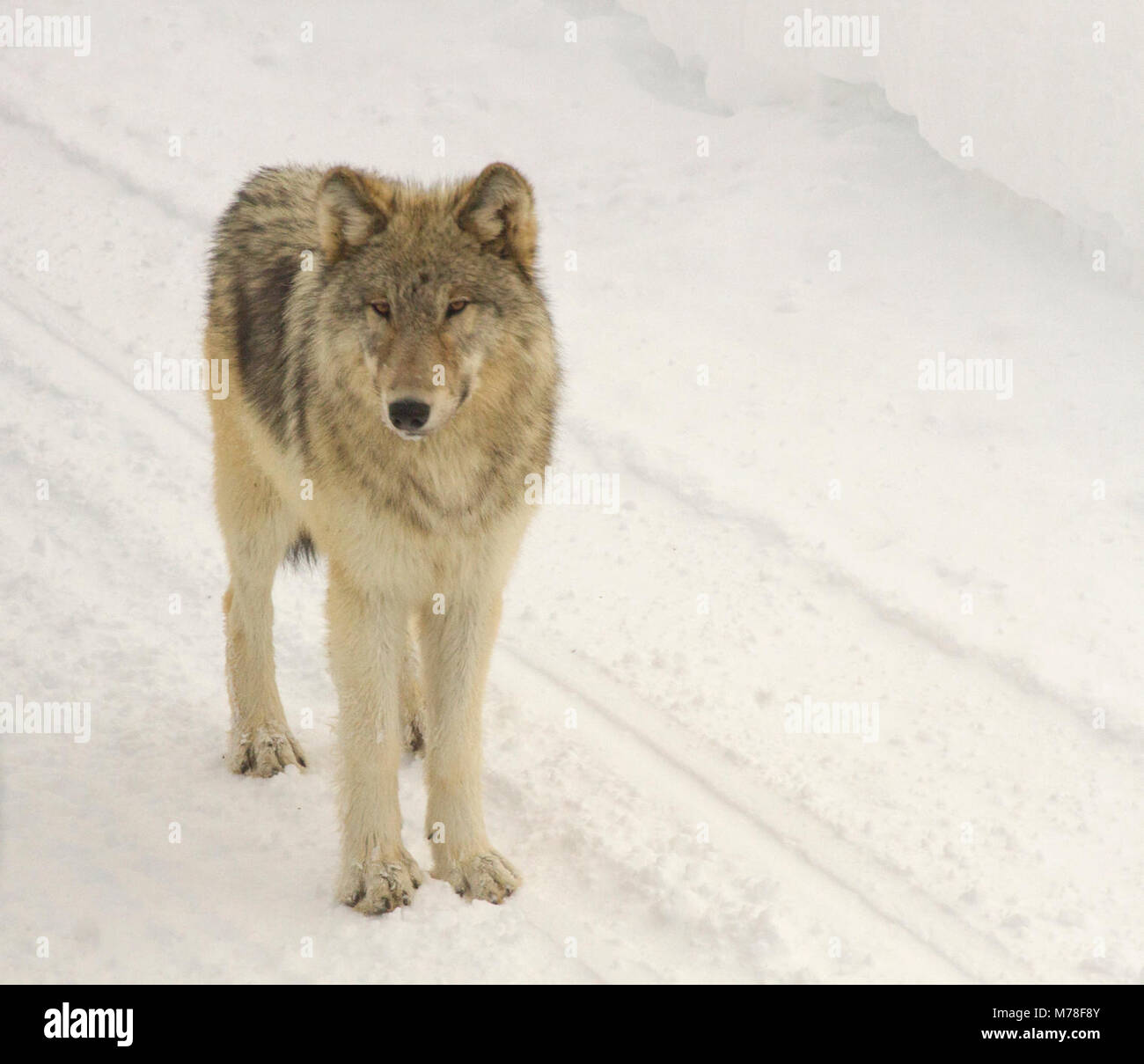 From canyon wolf pack hi-res stock photography and images - Alamy