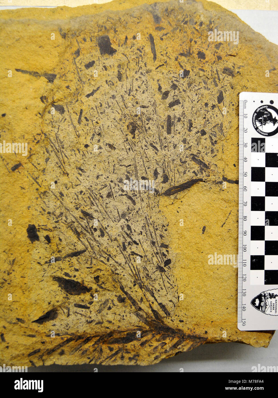 Fossil seed fern hi-res stock photography and images - Alamy