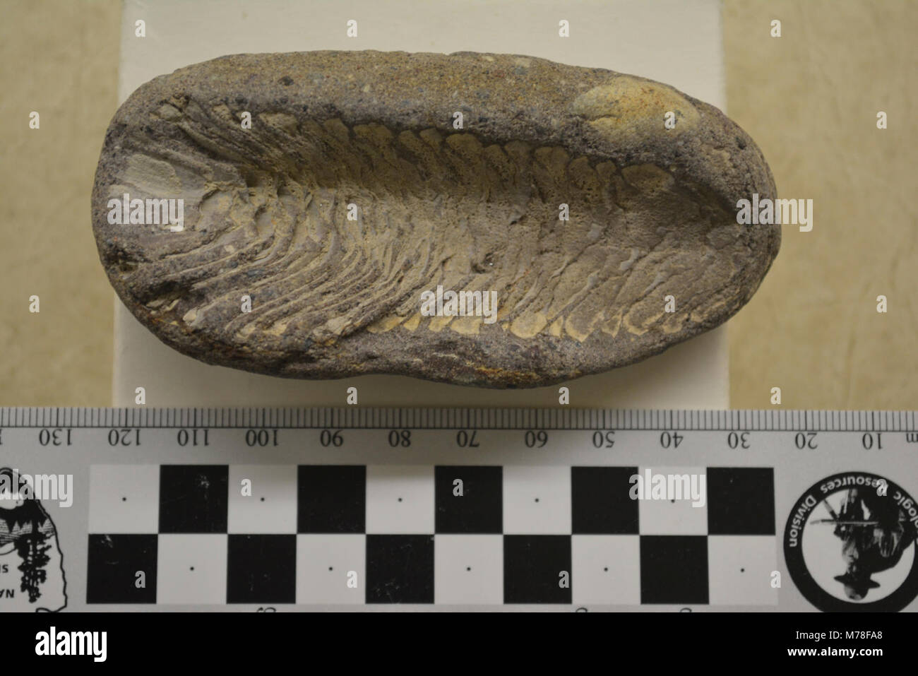 Fossil cone hi-res stock photography and images - Alamy