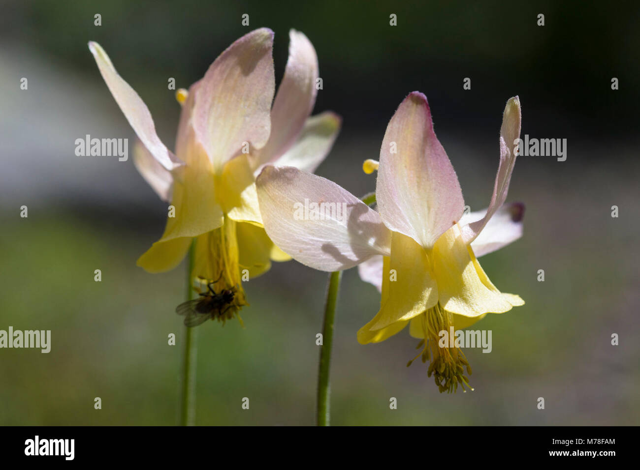 Yellow Columbine - Aquilegia flavescens Stock Photo - Alamy