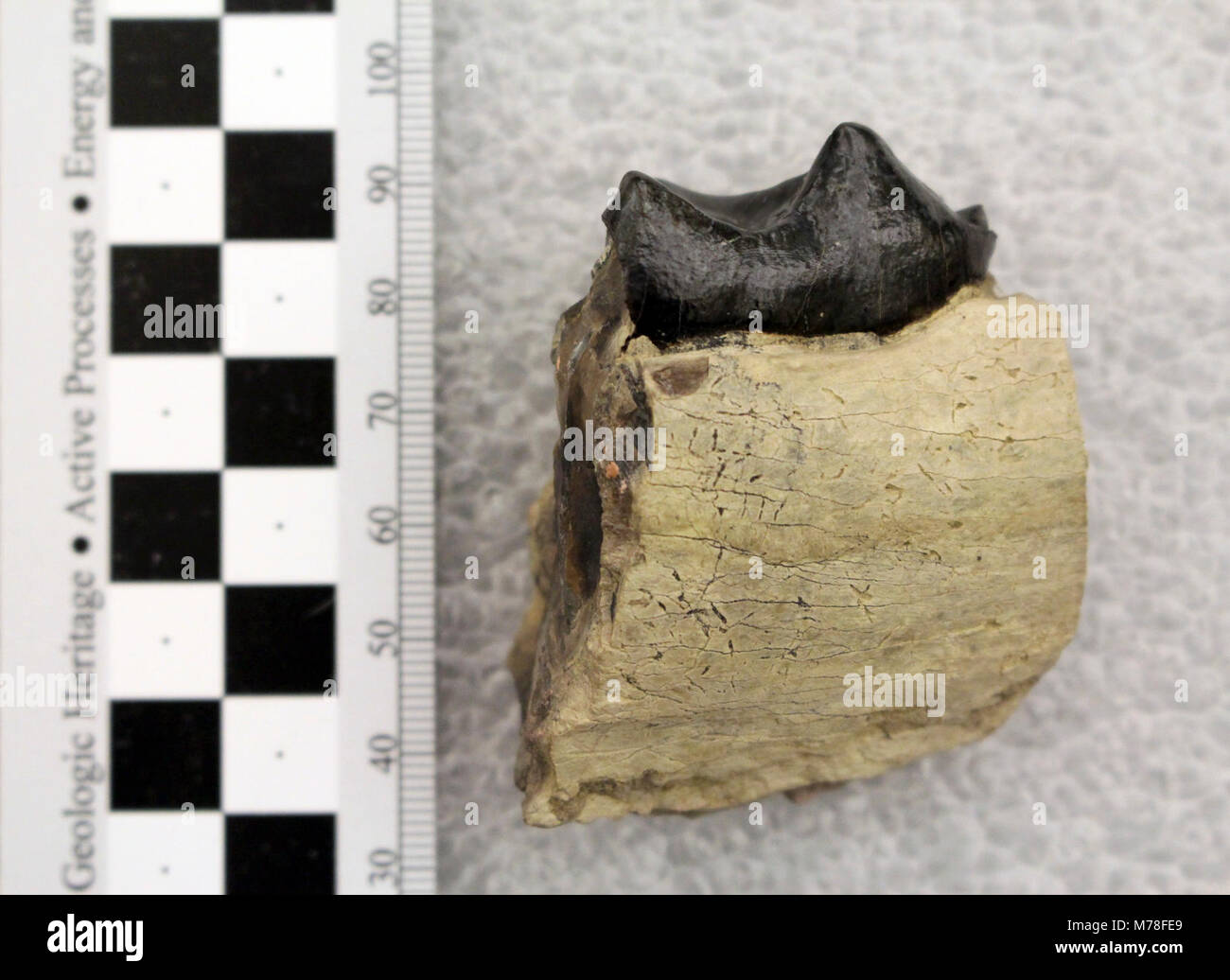 YELL. YELL 134174 (1) and (2): Picture shows the second molar of a ...
