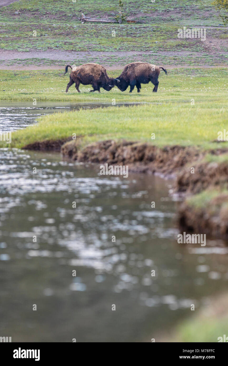Young bulls sparring along the Madison River Stock Photo - Alamy