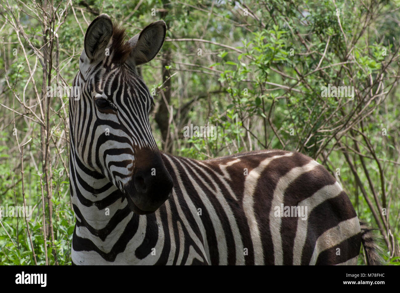 Worlds largest mammal migration hi-res stock photography and images - Alamy