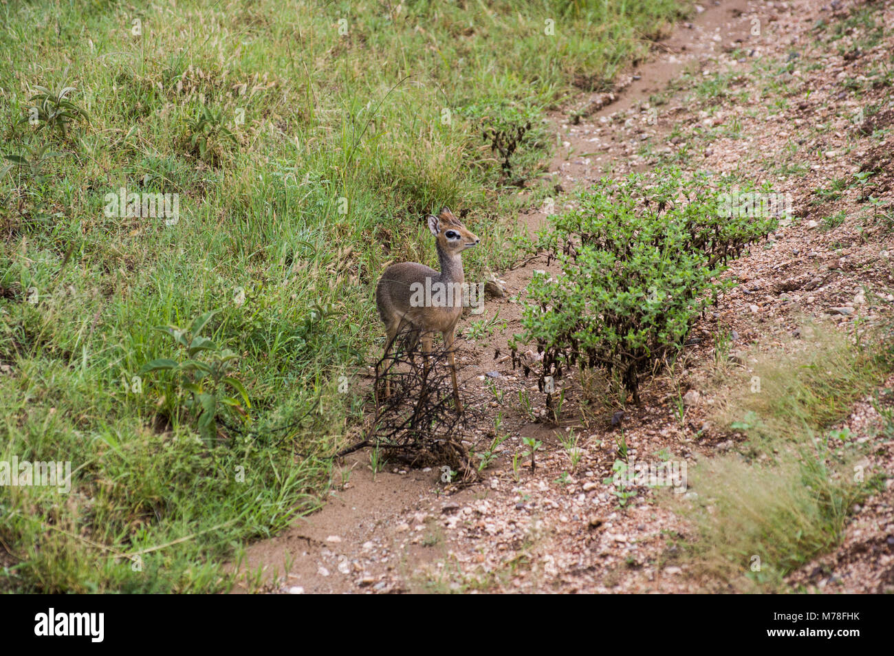 Cut elittle dik dik, the world's smallest antelope, in the Seregeti ...