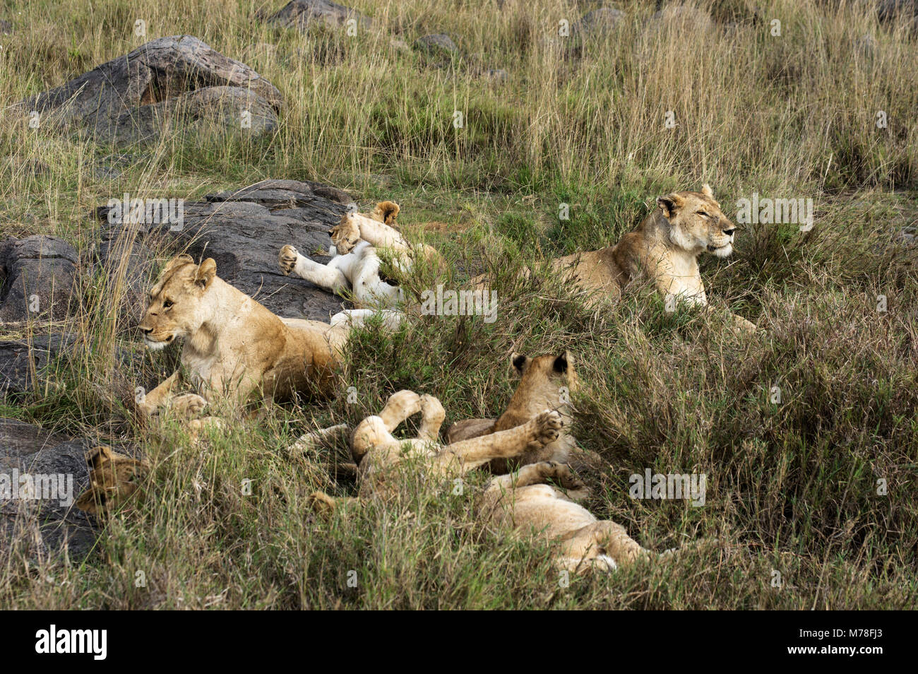 A pride of lions with several lion cubs and young lions and lionesses ...