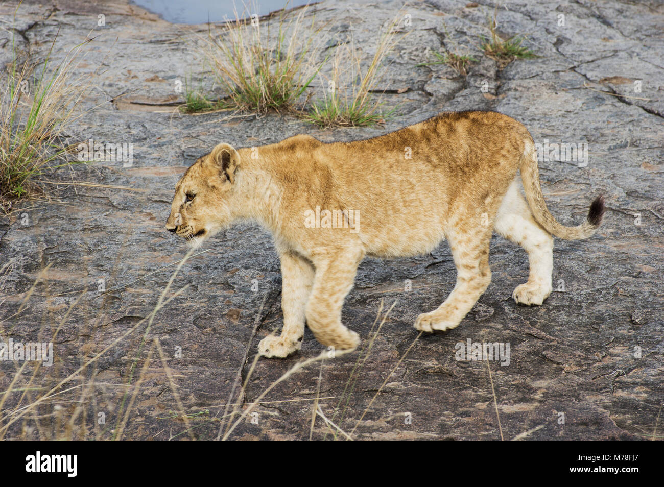 Strong young healthy lion hi-res stock photography and images - Alamy