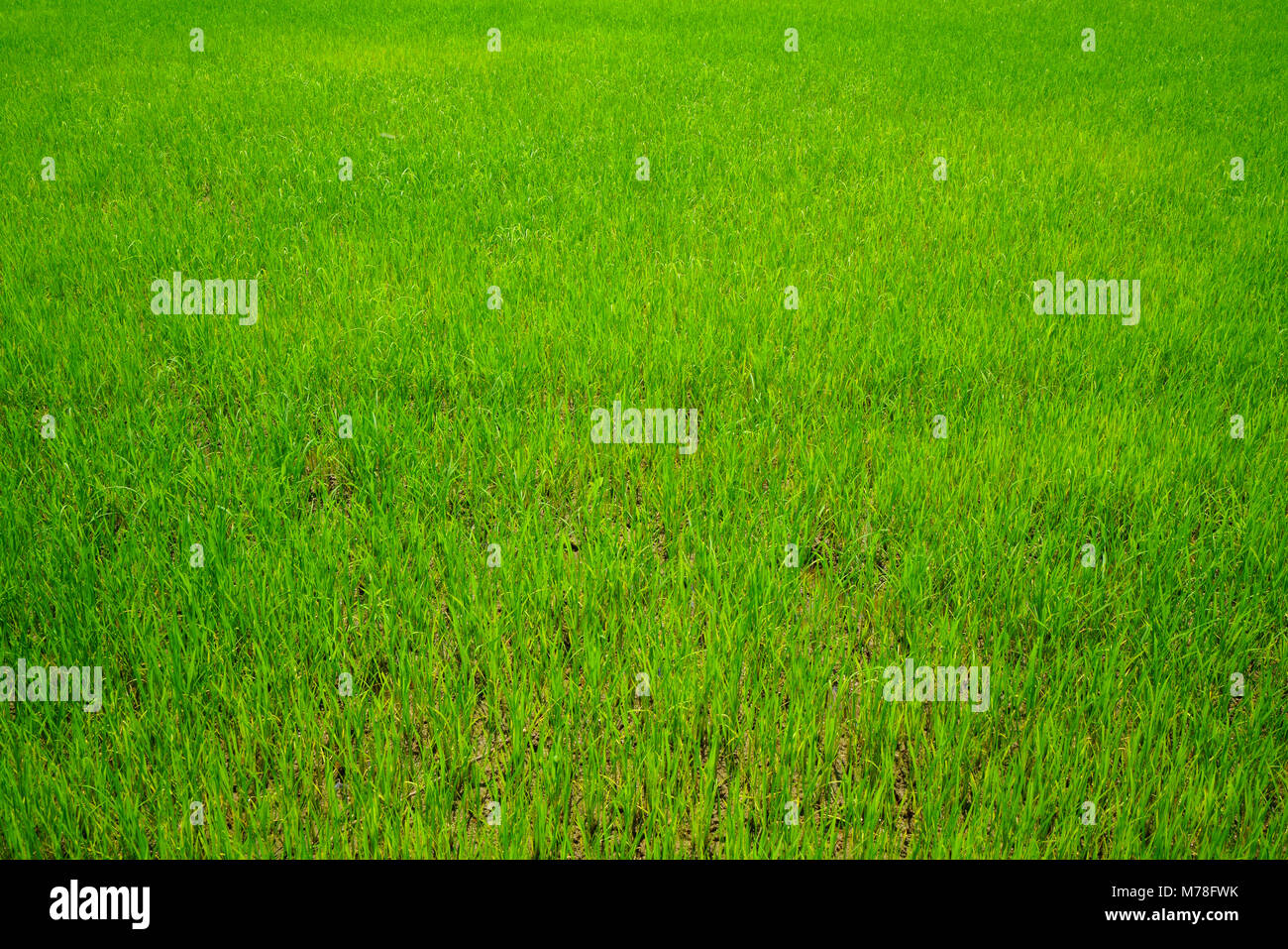 Wide Green grass Stock Photo - Alamy