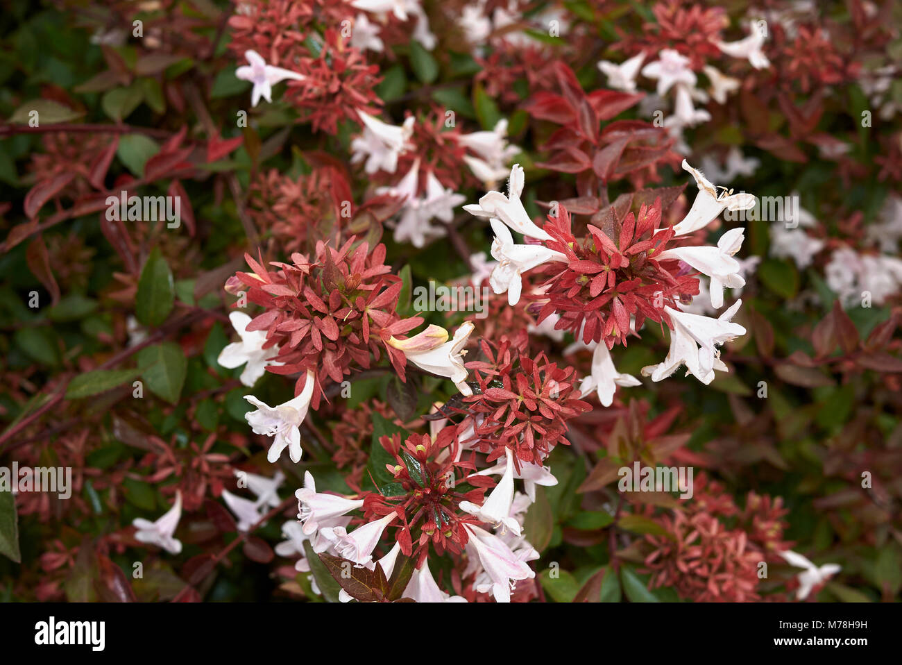 White abelia flowers bright hi-res stock photography and images - Alamy
