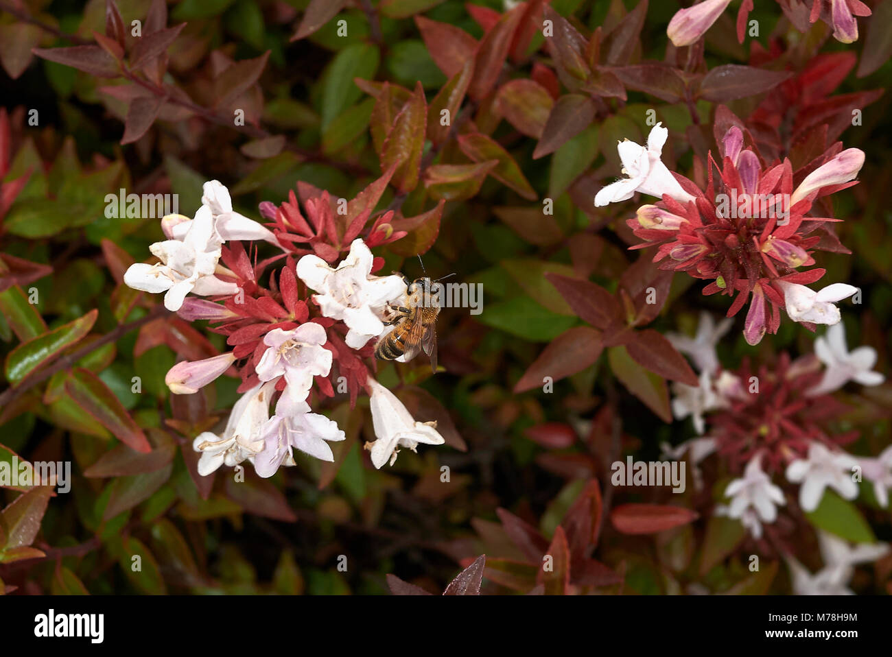 Abelia Stock Photo - Alamy