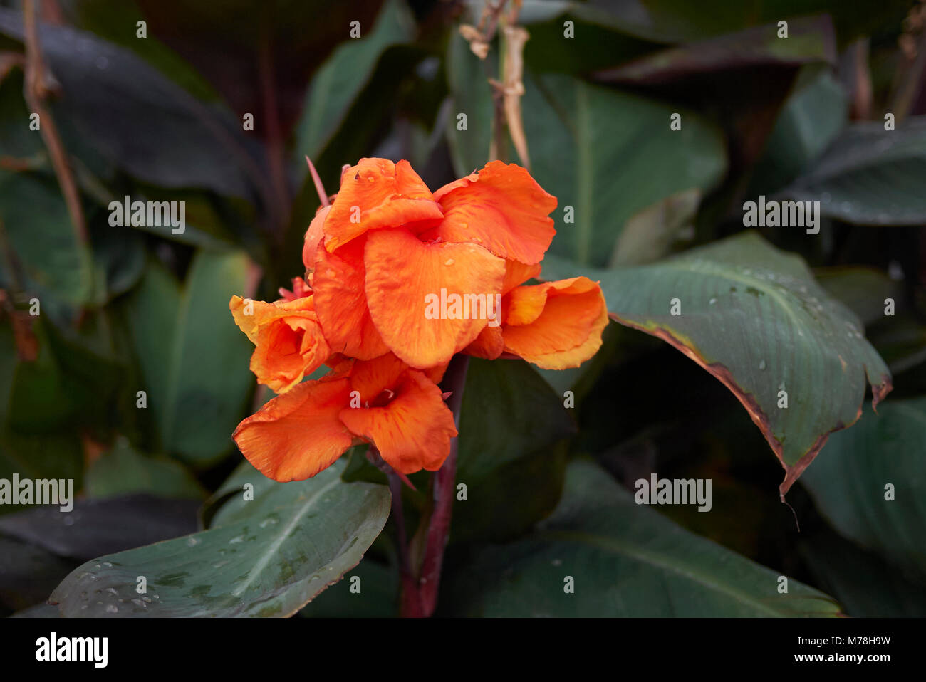 Edible canna hi-res stock photography and images - Alamy
