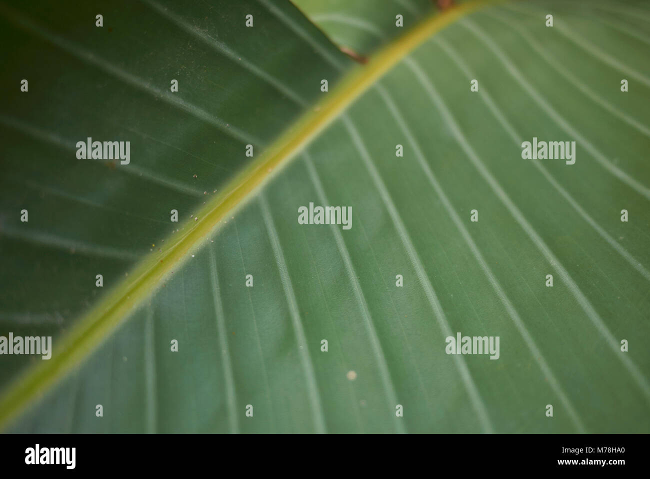 Canna indica leaf close up Stock Photo - Alamy