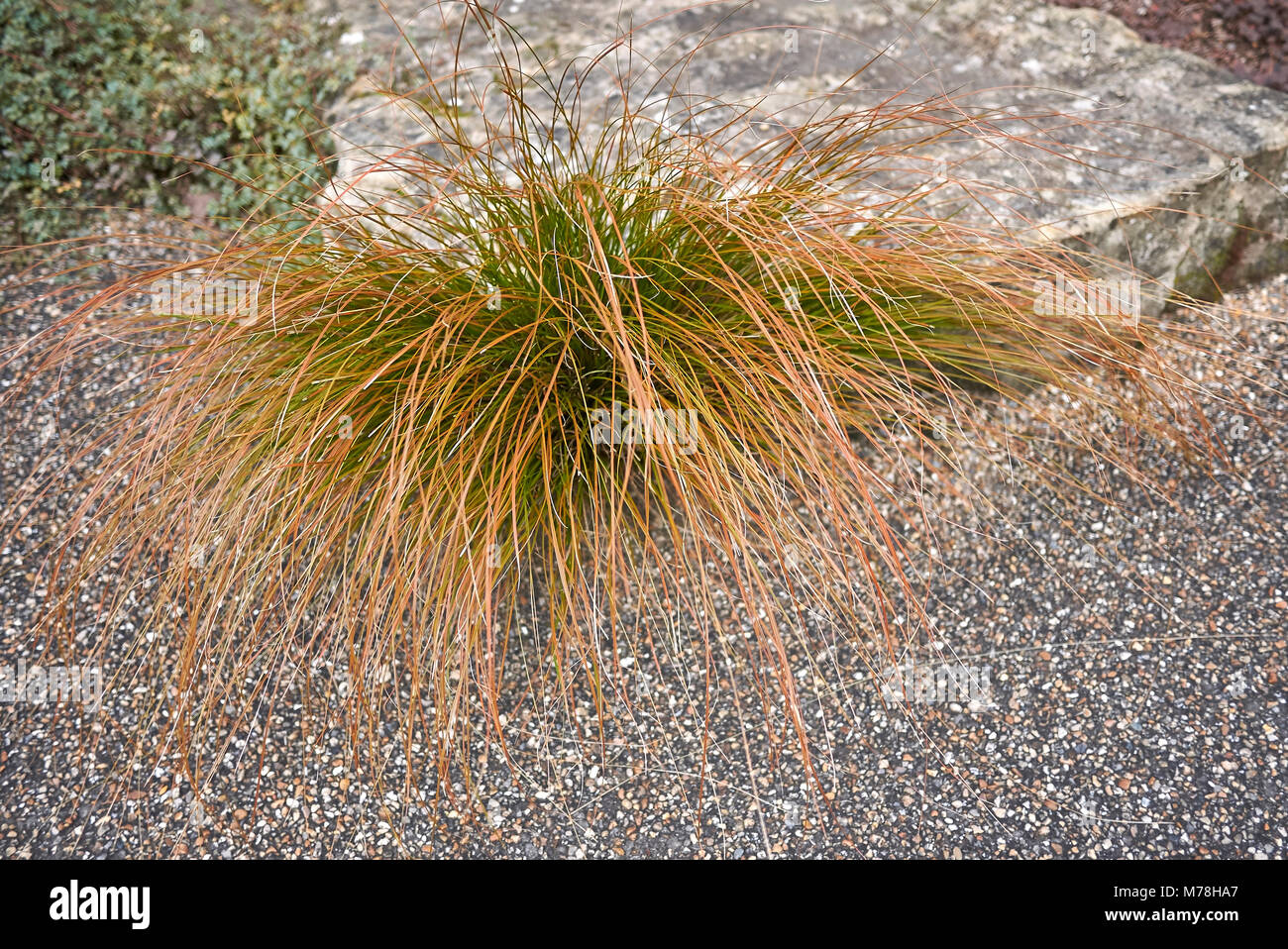 Leatherleaf Sedge Carex buchananii "Red Rooster" Clumps Garden Modern ...
