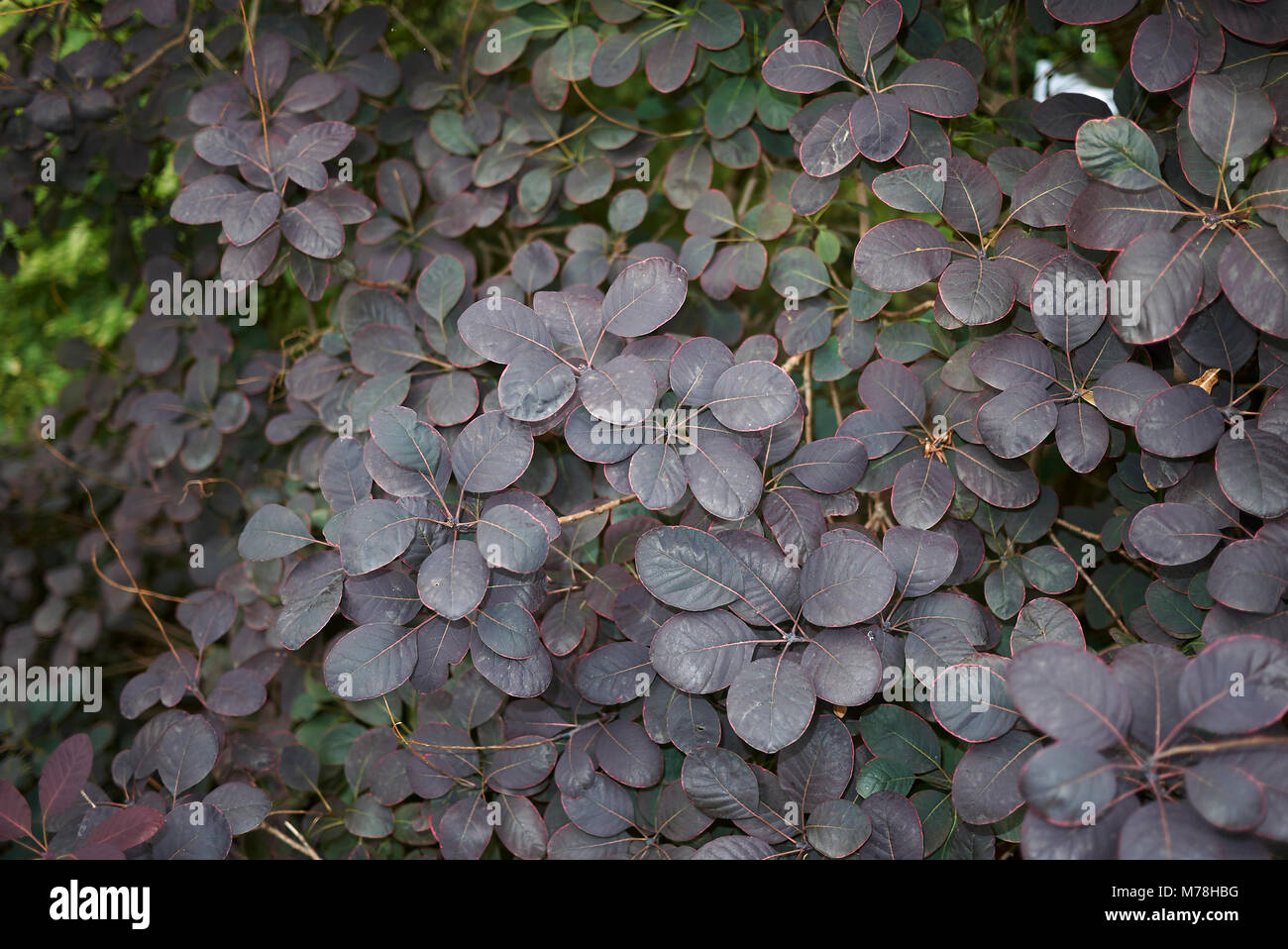 Cotinus coggygria shrub Stock Photo - Alamy