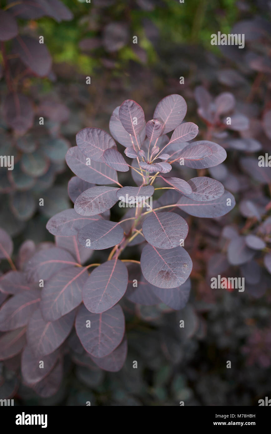 Cotinus coggygria shrub Stock Photo - Alamy