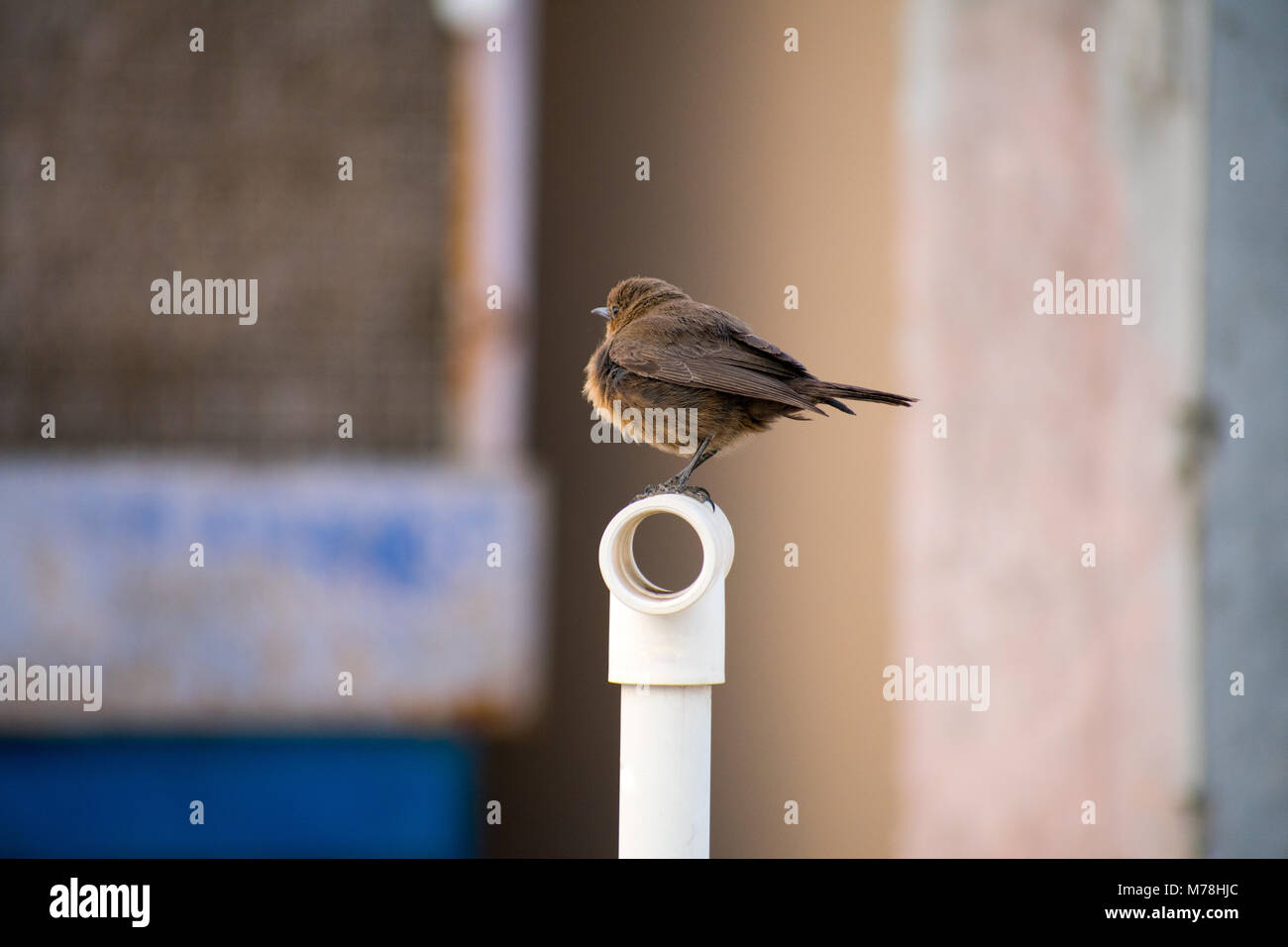 Indian wren bird hi-res stock photography and images - Alamy