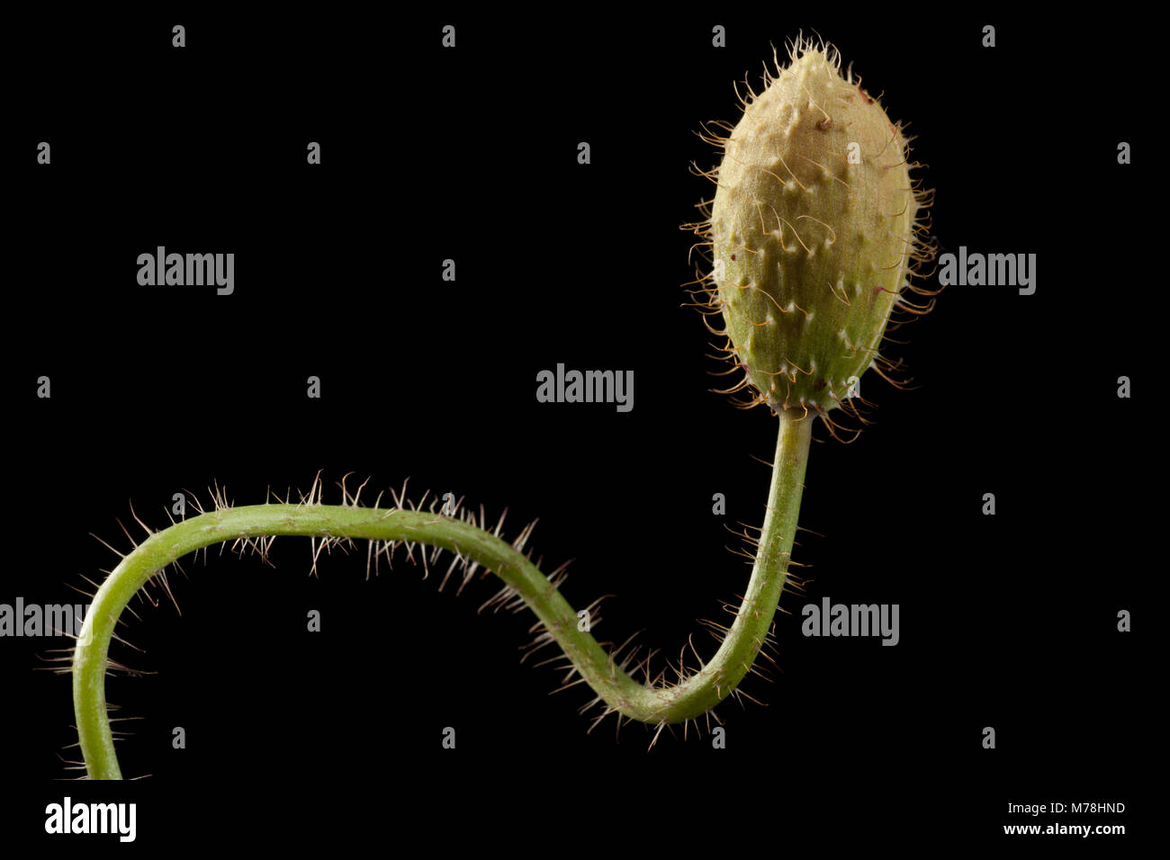 Unopened poppy hi-res stock photography and images - Alamy