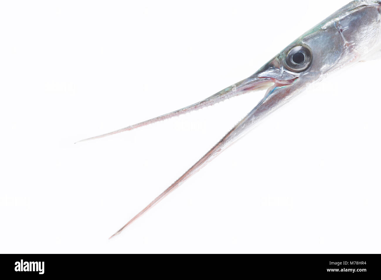 Greenbone fish hi-res stock photography and images - Alamy