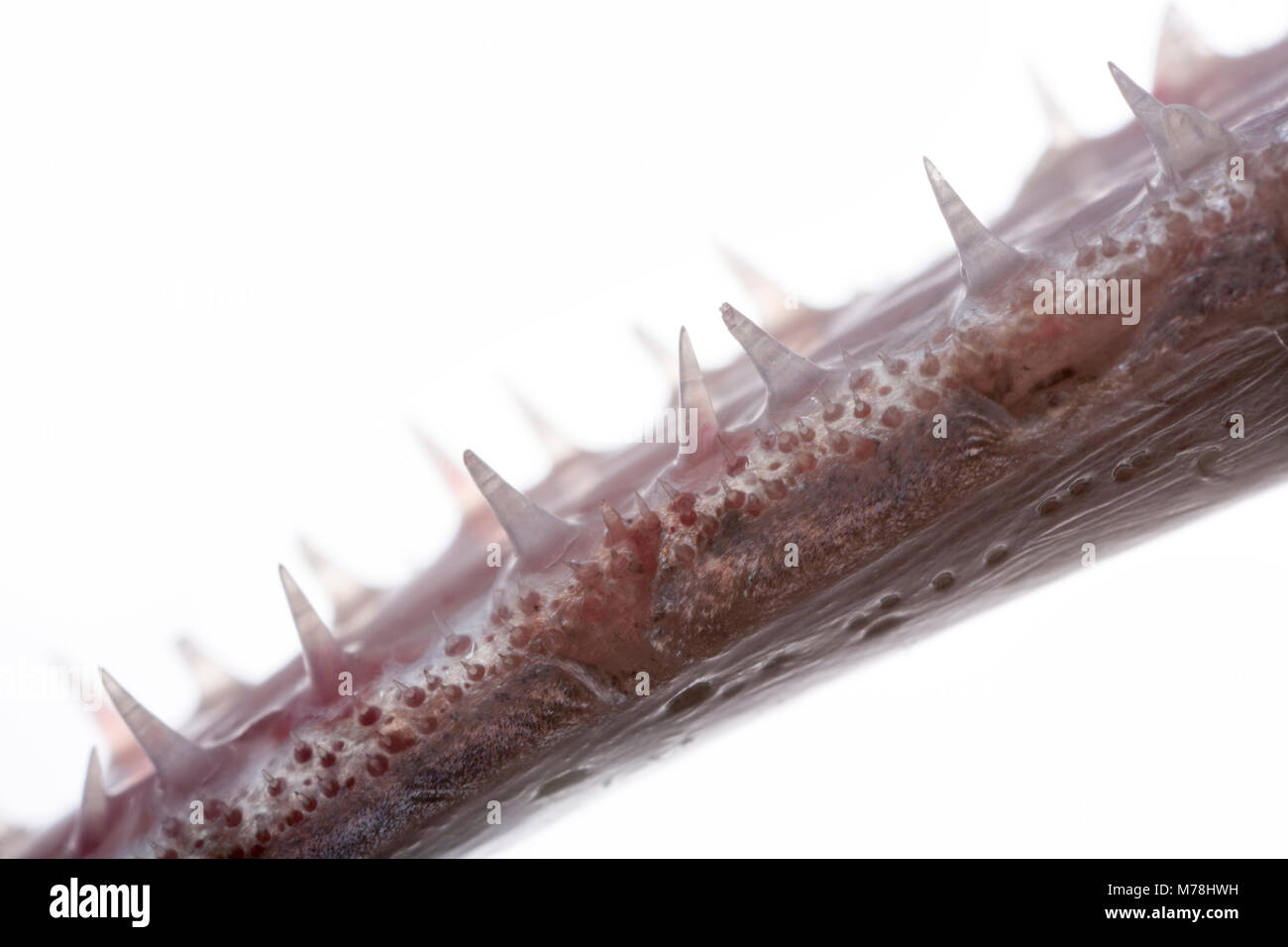 Greenbone fish hi-res stock photography and images - Alamy