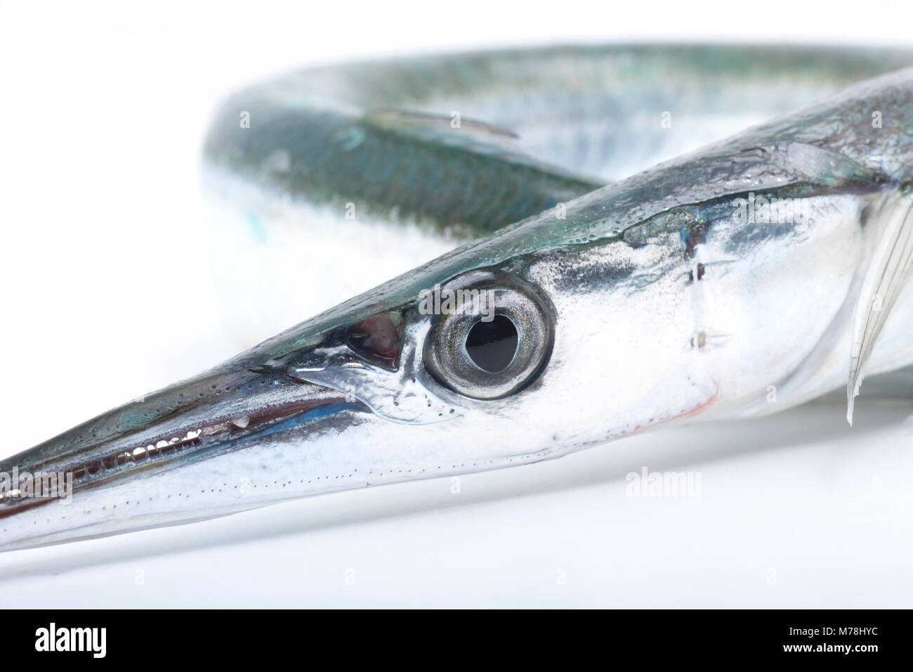 Greenbone fish hi-res stock photography and images - Alamy