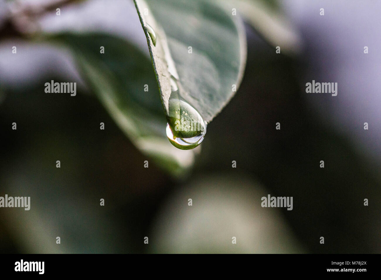 Water droplet falling from a leaf hi-res stock photography and images ...