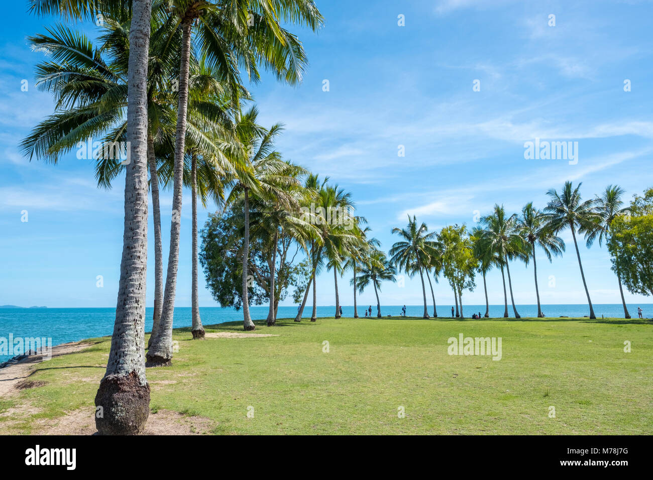 Australian palm trees hi-res stock photography and images - Alamy