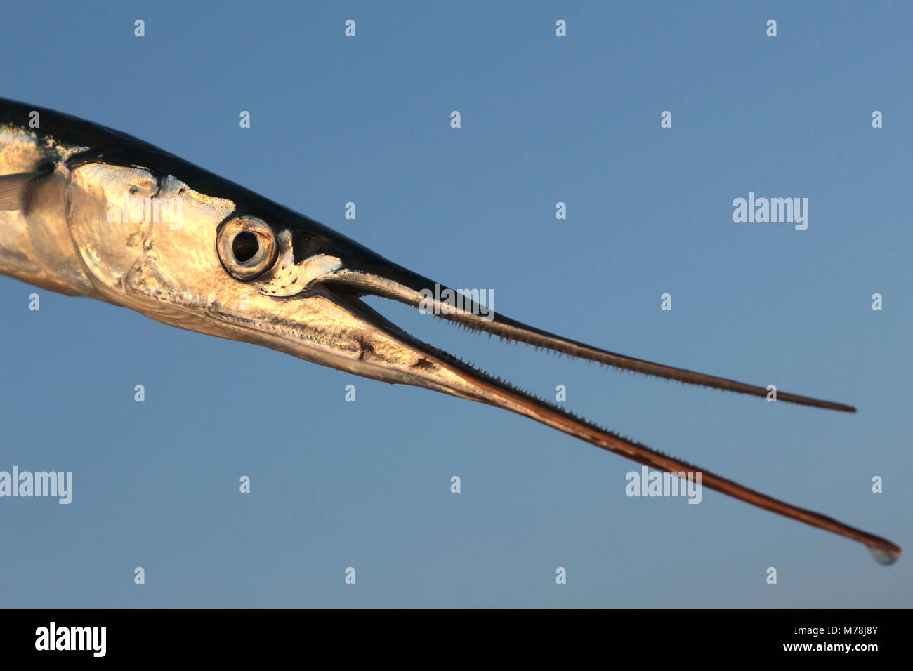 Garfish uk hi-res stock photography and images - Alamy