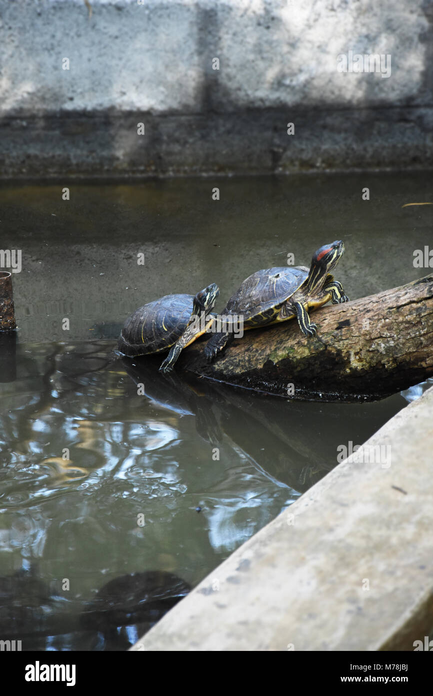 Basking turtle hi-res stock photography and images - Alamy