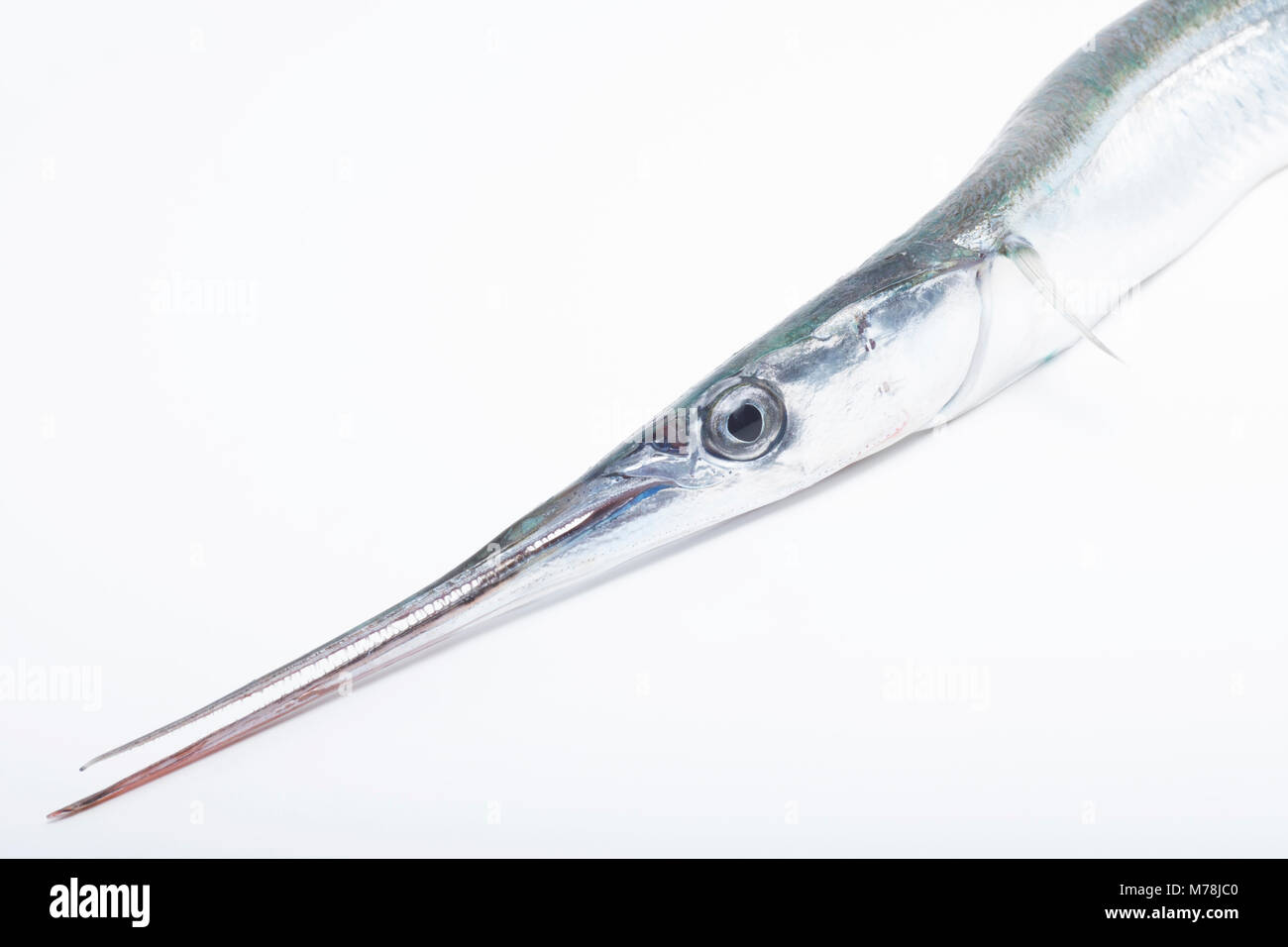 Greenbone fish hi-res stock photography and images - Alamy