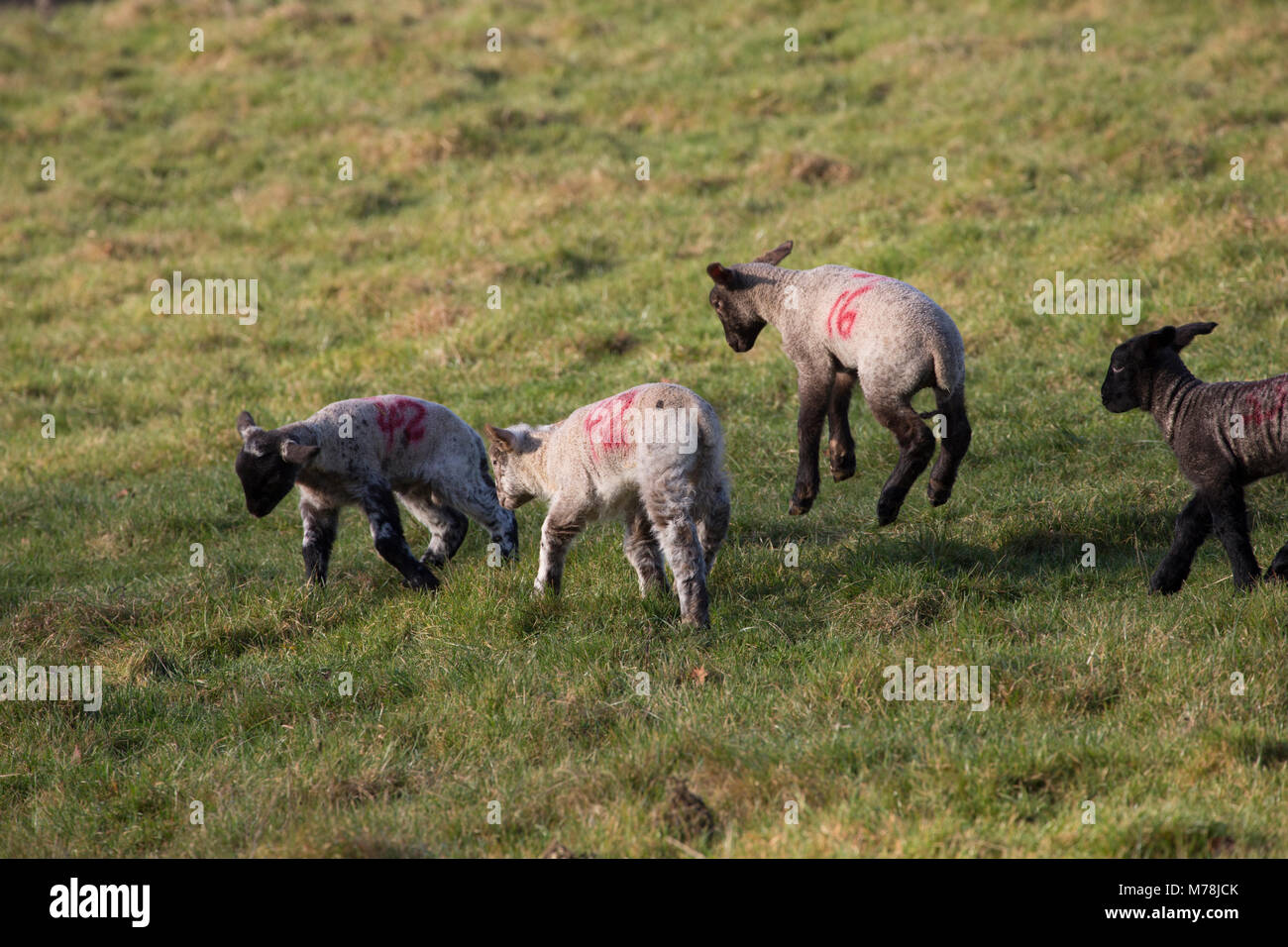 Lamb jumping hi-res stock photography and images - Alamy