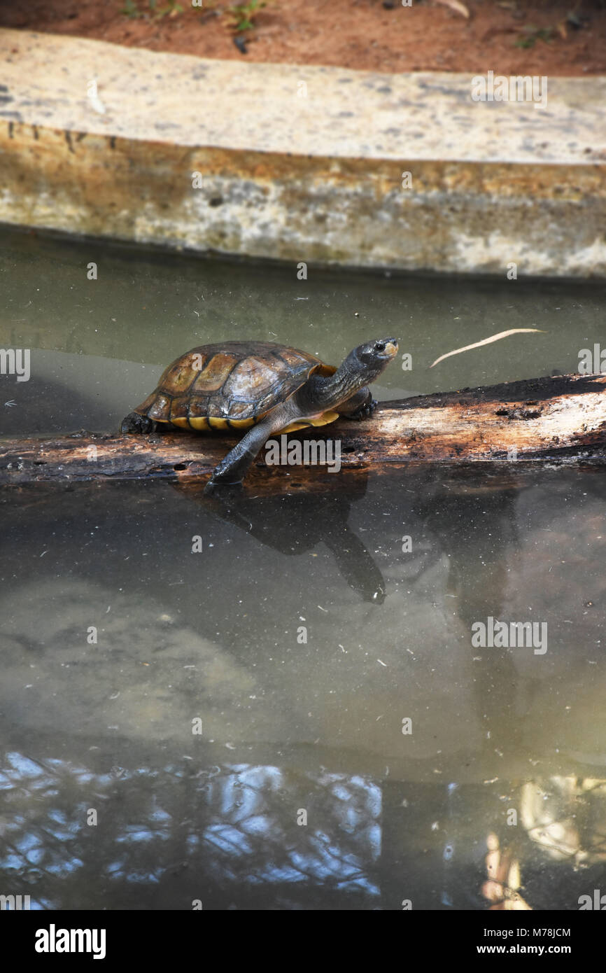 Turtle basking on drift wood Stock Photo - Alamy
